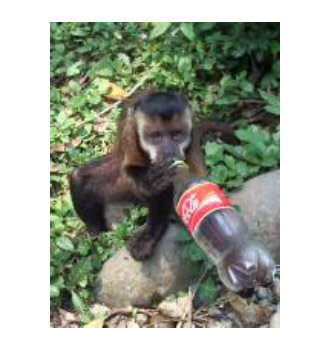 BOLIVIA (REPUBLIC OF BOLIVIA) PAX GAEA COUNTRY REPORT