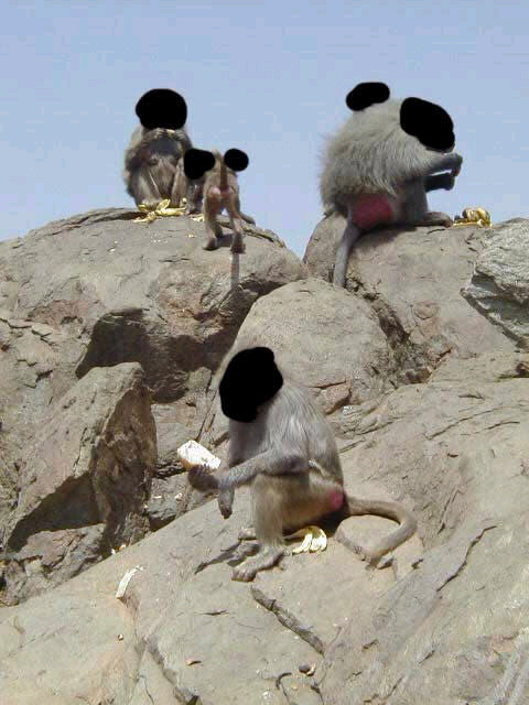 SAUDI ARABIA (KINGDOM OF SAUDI ARABIA) PAX GAEA COUNTRY REPORT