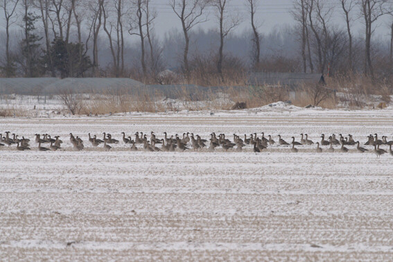 JAPAN (JAPAN) PAX GAEA COUNTRY REPORT