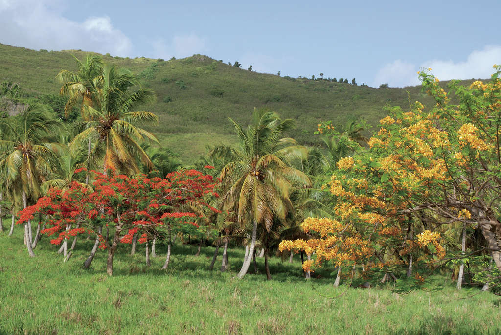 SAINT MARTIN (OVERSEAS COLLECTIVITY OF SAINT MARTIN) PAX GAEA COUNTRY ...