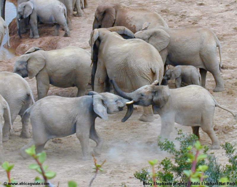 MALI (REPUBLIC OF MALI) PAX GAEA COUNTRY REPORT